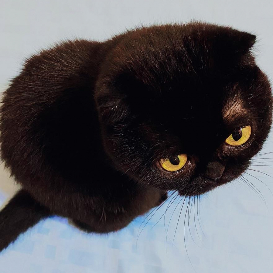 Blue ocean with a black cat | OurSong