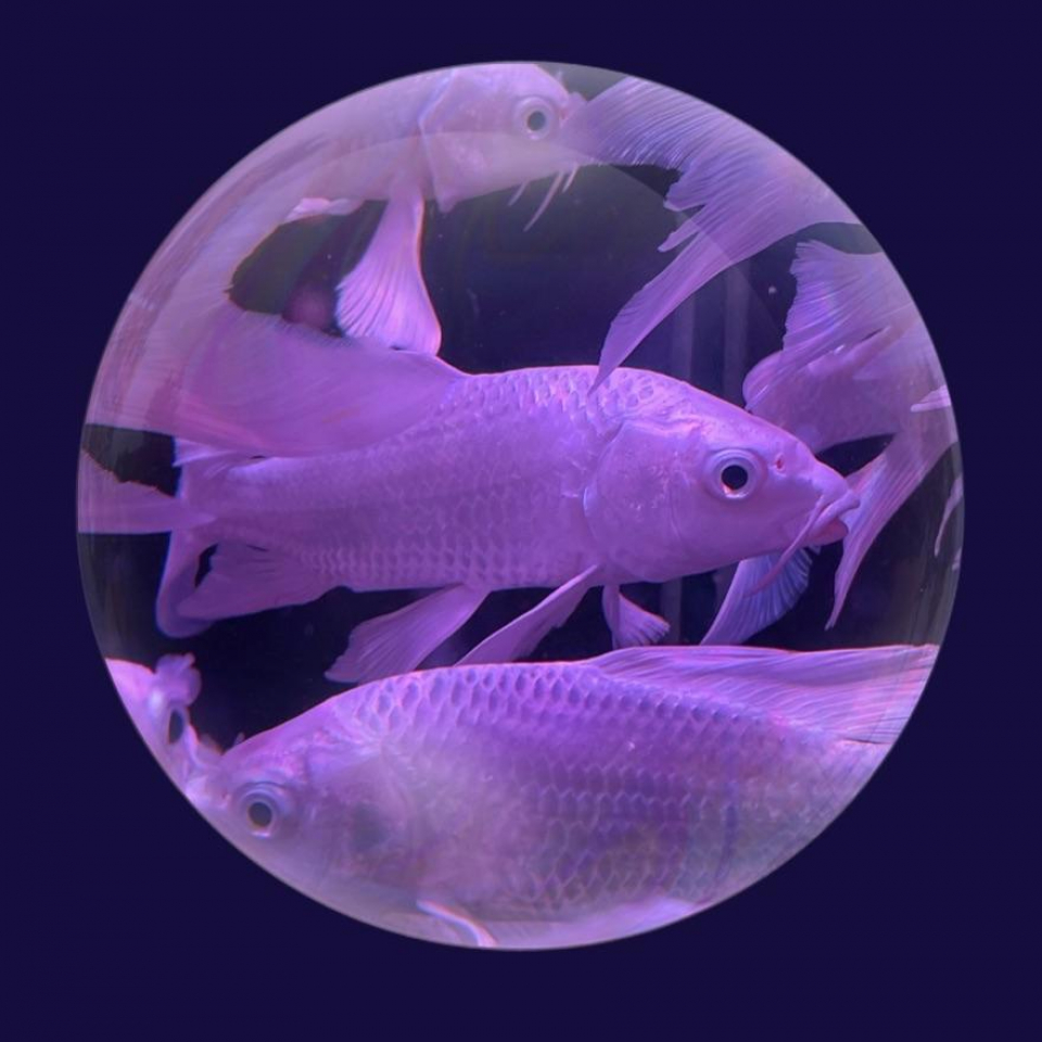 Will there be bionic fish in the future ocean? | OurSong