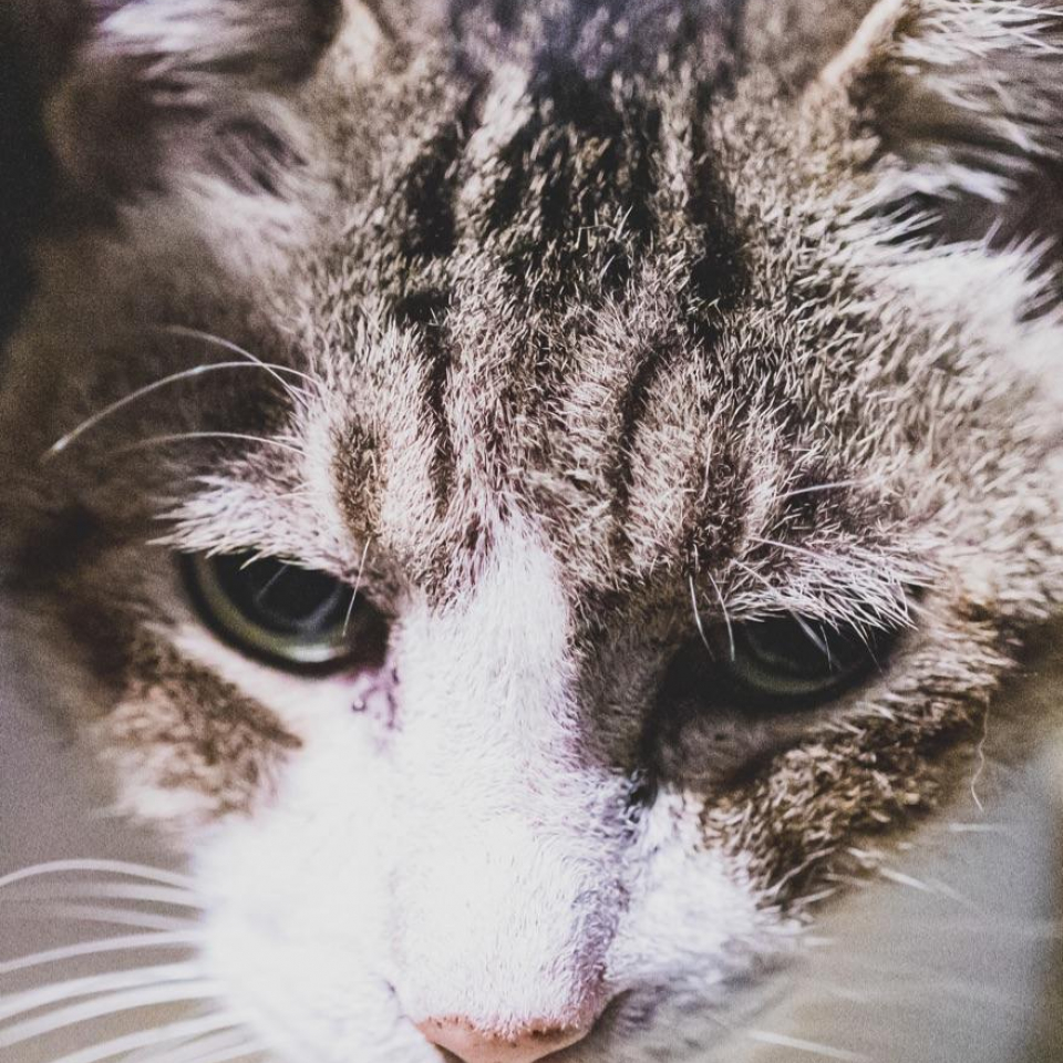 鬱鬱寡歡-Cat#4 | OurSong