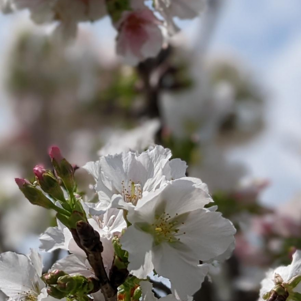 Cold Plum Bossom | OurSong