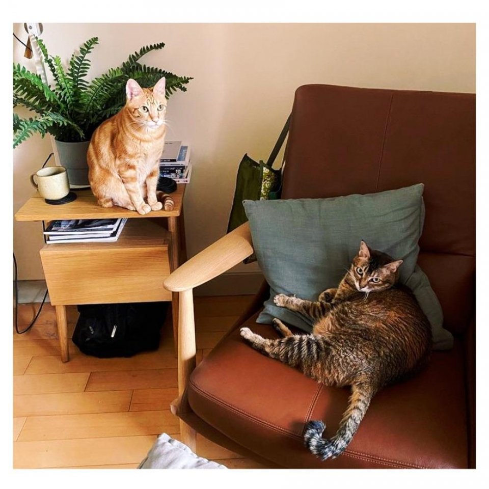 我們都是貓 Meow | OurSong