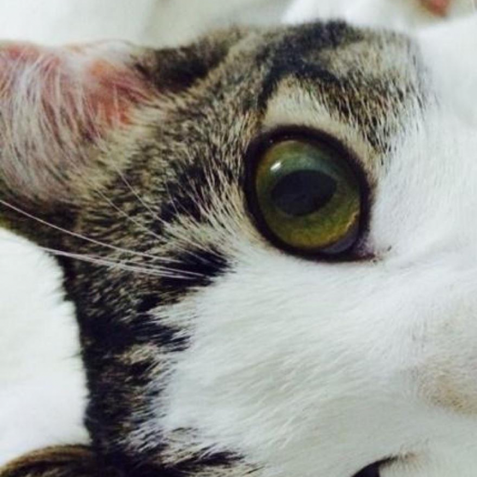 Momo_cat 阿勇拋媚眼 | OurSong